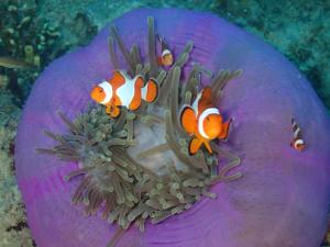 Angel Island Eco Resort, Labuan Bajo (updated prices 2025)