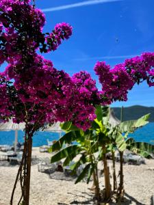 Feral Beach, Neum (updated prices 2025)