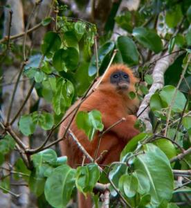 Sukau Backpackers Bed & Breakfast, Sukau (updated prices 2025)