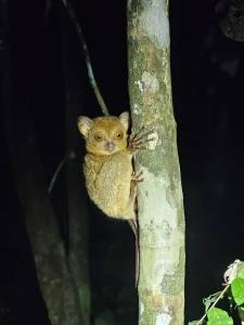 Sukau Backpackers Bed & Breakfast, Sukau (updated prices 2025)