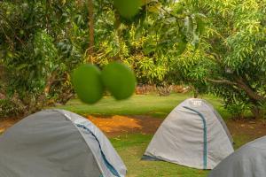 Q Mango Resort, Bangalore (updated prices 2026)