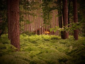 Glentress Forest Cabins - Forest Holidays, Peebles (updated prices 2025)
