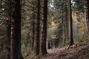 Glentress Forest Cabins - Forest Holidays, Peebles (updated prices 2025)