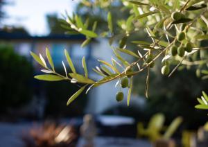 The Astro, Santa Rosa (updated prices 2025)