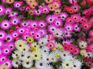 Blue Violet Motor Inn, Toowoomba (updated prices 2025)