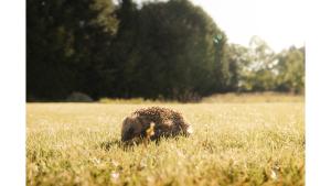 Harrington's on the Terrace - Murchison by Tiny Away, Te Anau (updated ...