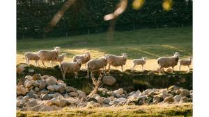 Harrington's on the Terrace - Murchison by Tiny Away, Te Anau (updated ...