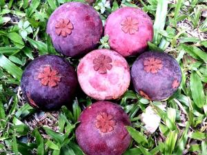 Romantic Cabin Rental with Exotic Fruit Trees in Cairns, Queensland ...