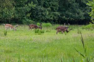 2-persoons vakantiehuis, dichtbij strand en bos in Domburg, Domburg ...