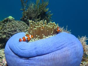 Angel Island Eco Resort, Labuan Bajo (updated prices 2025)