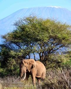 African Hiking Tours And Safaris, Moshi (bijgewerkte prijzen 2026)