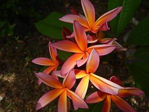 Reefcomber Sunset Beach, Rarotonga (updated prices 2025)