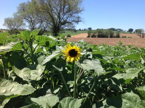 Fattoria Le Giare Agriturismo, Cortona (updated prices 2025)