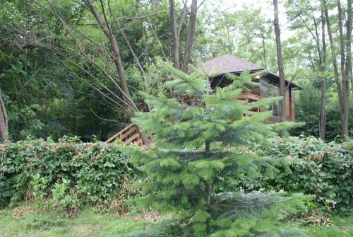 Porumbacu Treehouse, Porumbacu de Sus (updated prices 2025)