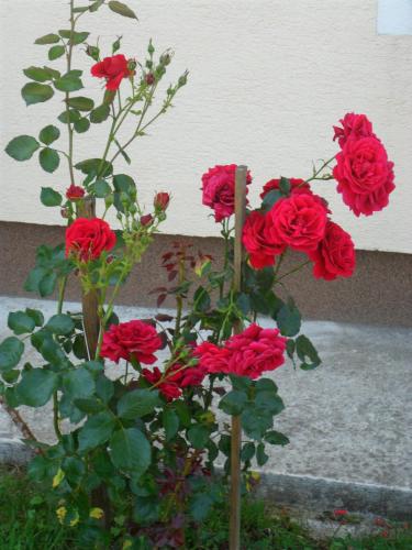 Guest Accommodation Marko Kesić, Grabovac (updated prices 2025)