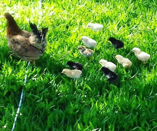 Pousada Primavera da Serra, Serra Negra (updated prices 2025)