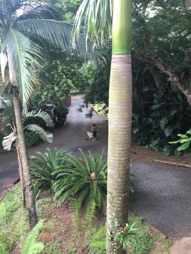 Ingwenya Lodge, St Lucia (updated prices 2025)