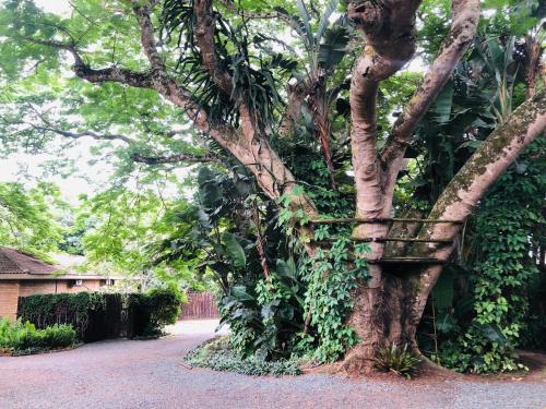 Ingwenya Lodge, St Lucia (updated prices 2025)