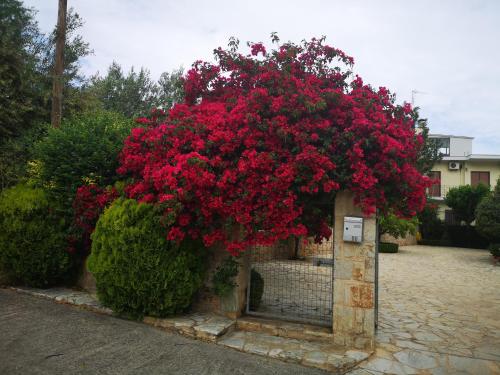Hotel Patelis, Poulithra, Greece - Booking.com