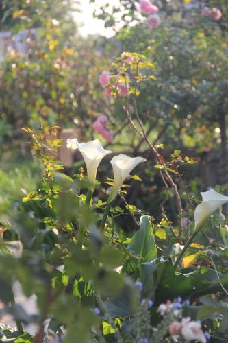 BELLA ROSA FARM, Midrand (updated prices 2025)