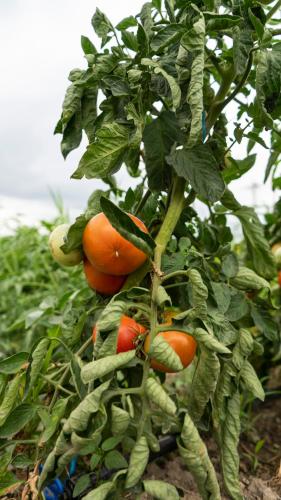 Califarul Alb, Chilia Veche (updated prices 2025)