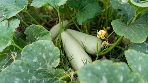 Califarul Alb, Chilia Veche (updated prices 2025)