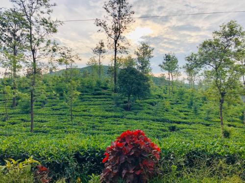 Parisons Plantation Experiences by Abad, Mananthavady – Updated 2024 Prices