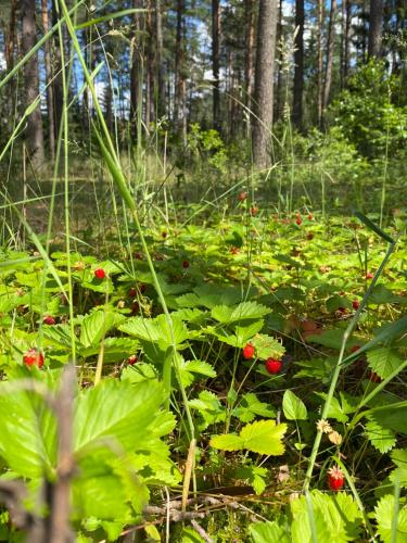 Rojaus Slenis, Druskininkai (updated prices 2025)