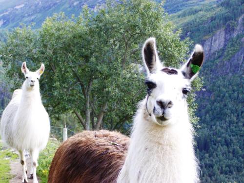 Westerås Gard, Geiranger – Updated 2024 Prices