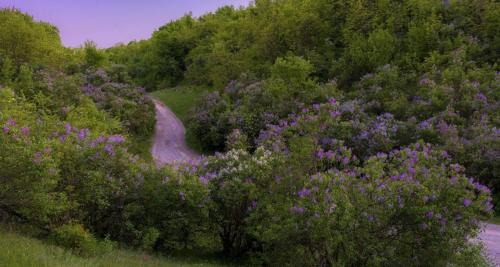 Perla Muntilor Ponoarele, Padurea de liliac, Ponoarele (updated prices ...