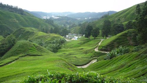 The Quintet Cameron Highlands by Tulip, Tanah Rata – Updated 2023 Prices