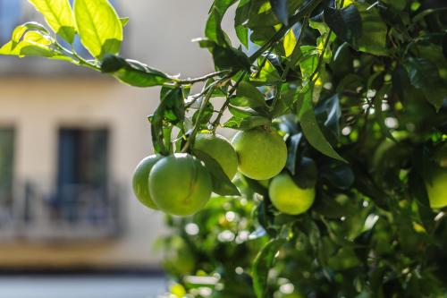 Hotel Capri, Sorrento (updated prices 2025)