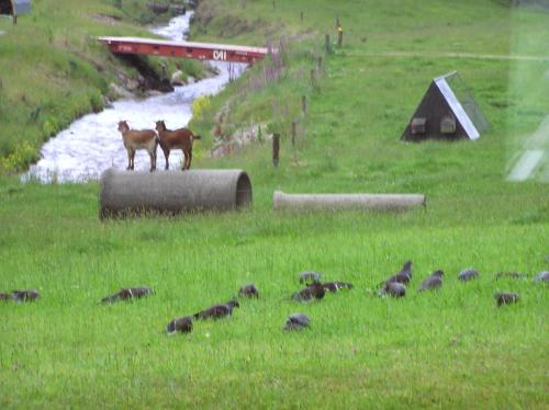 Ahaura Lodge & Waterwheel Farm Stay, Totara Flat (updated prices 2025)