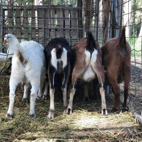 Telegraph Retreat Cottages, Telegraph Point (updated prices 2025)