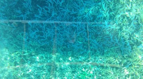 Anajawan Island Beachfront Resort, General Luna – Updated 2023 Prices