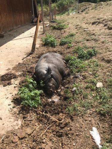 Rech Hof Urlaub auf dem Bauernhof, Schalkenbach (updated prices 2025)