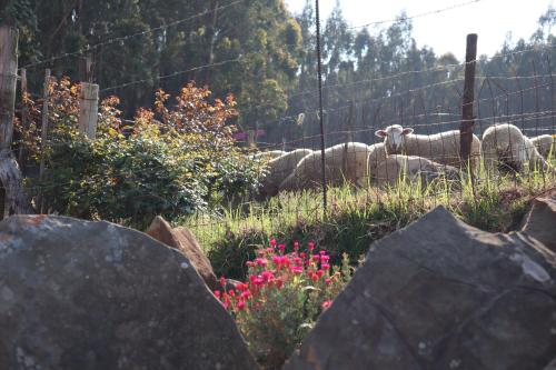 Rocks & Roses Farm stay, Lochiel (updated prices 2025)