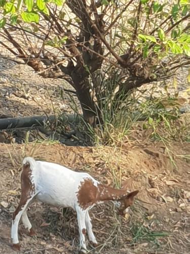 Peace Farm, Hatta – Updated 2023 Prices