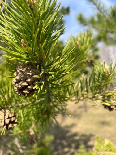 Гостевой дом Alai, Shchūchīnsk (updated prices 2024)