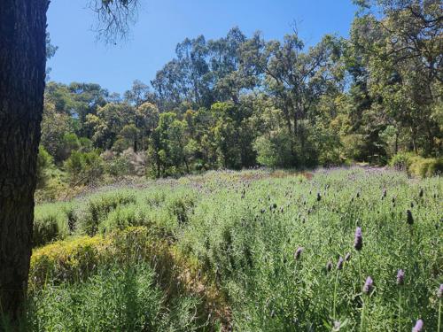 The Lavender Patch, Mundaring – Updated 2024 Prices