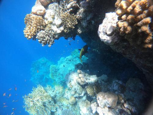 Abou Saif-Egyptian flag, Dahab (updated prices 2024)