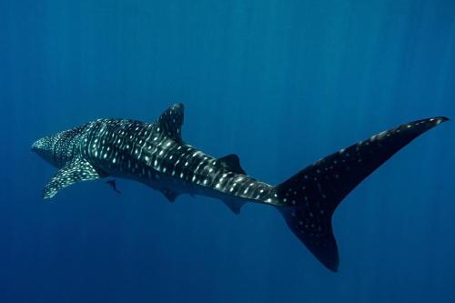 Balma Beach Inn, Faafu (updated prices 2024)