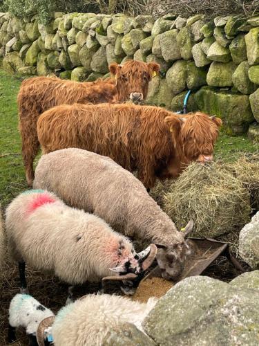 Carrick Cottage - Mourne Mountains, Annalong (updated prices 2024)