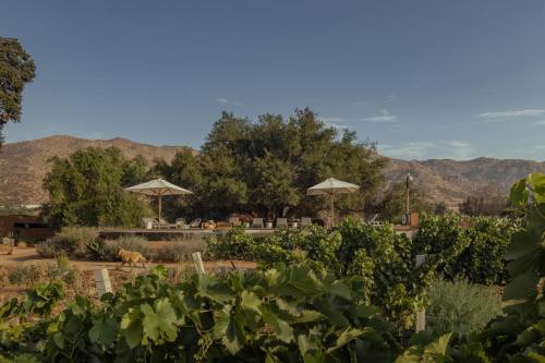Bruma Wine Resort, Valle de Guadalupe (updated prices 2025)