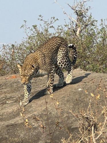 Maasai Eco Boma & Lodge - Experience Maasai Culture, Makuyuni (updated ...