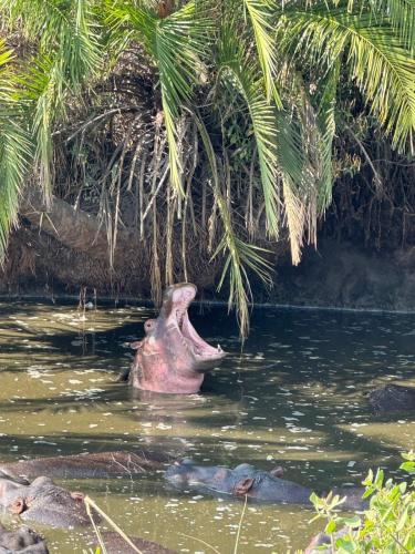 Maasai Eco Boma & Lodge - Experience Maasai Culture, Makuyuni (updated ...