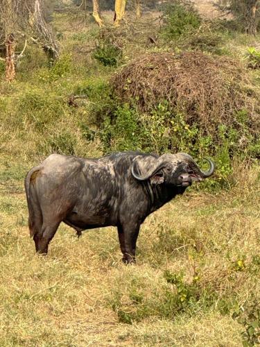 Maasai Eco Boma & Lodge - Experience Maasai Culture, Makuyuni (updated ...
