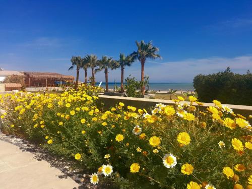 Selena bay, Hurghada (updated prices 2025)