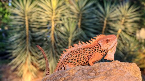 Mt Larcom Tourist Park, Mount Larcom (updated prices 2025)