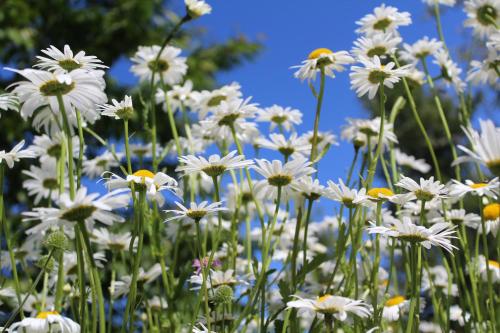 BAZ holiday homes, Bazel (updated prices 2025)